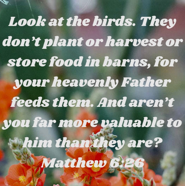 Of Birds and Trust – Vickie's Book Nook and Meditation Corner